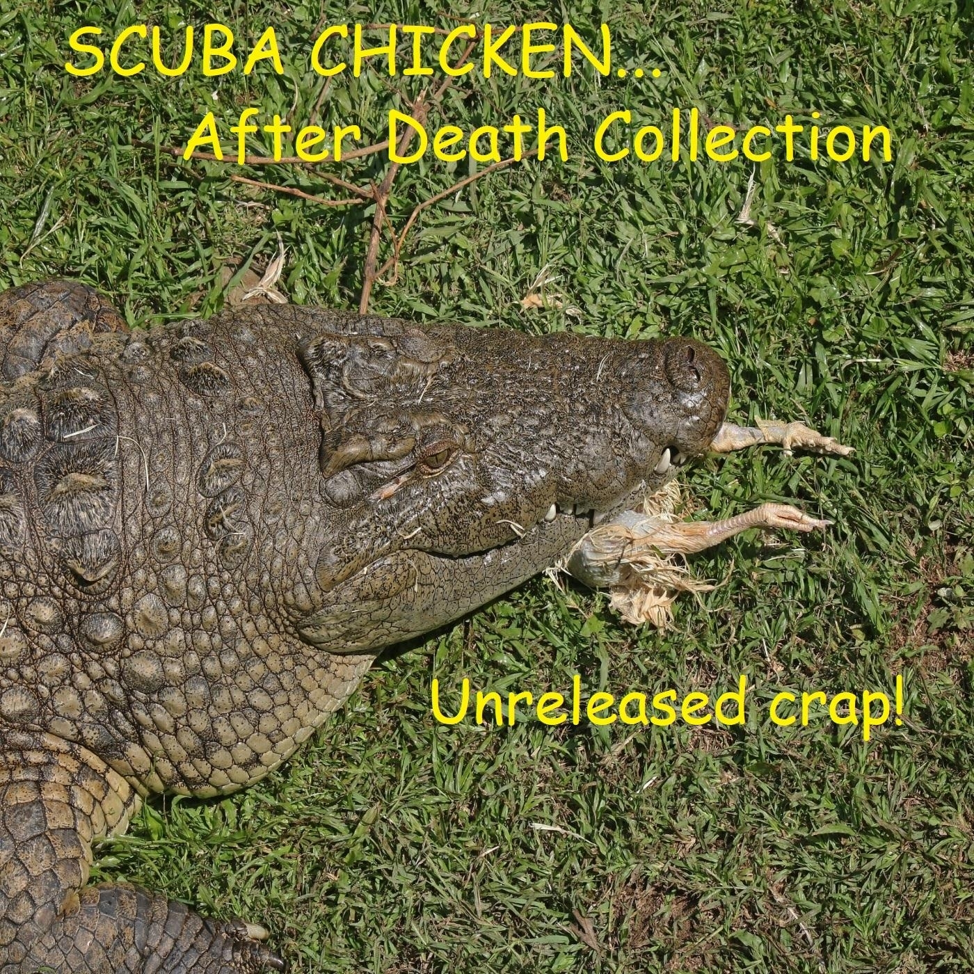 Scuba Chicken Spoof Head Iheartradio